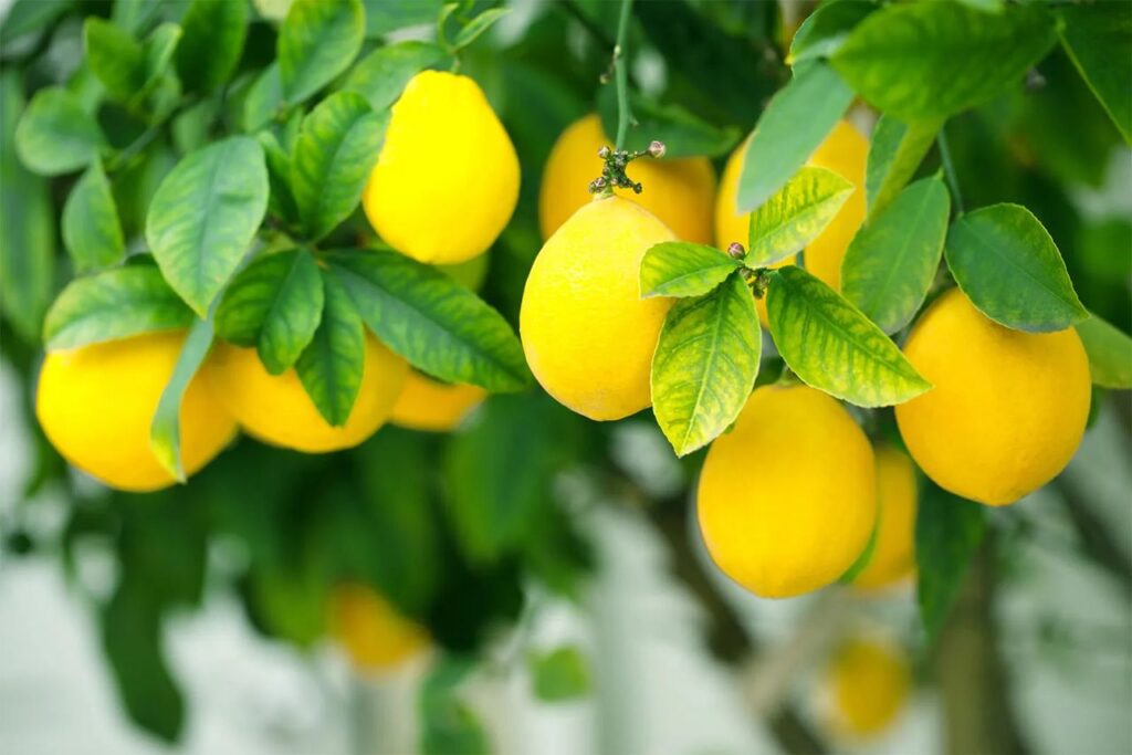 S/Africa Concludes Impressive 2025 Citrus Export Season with Deliveries ...